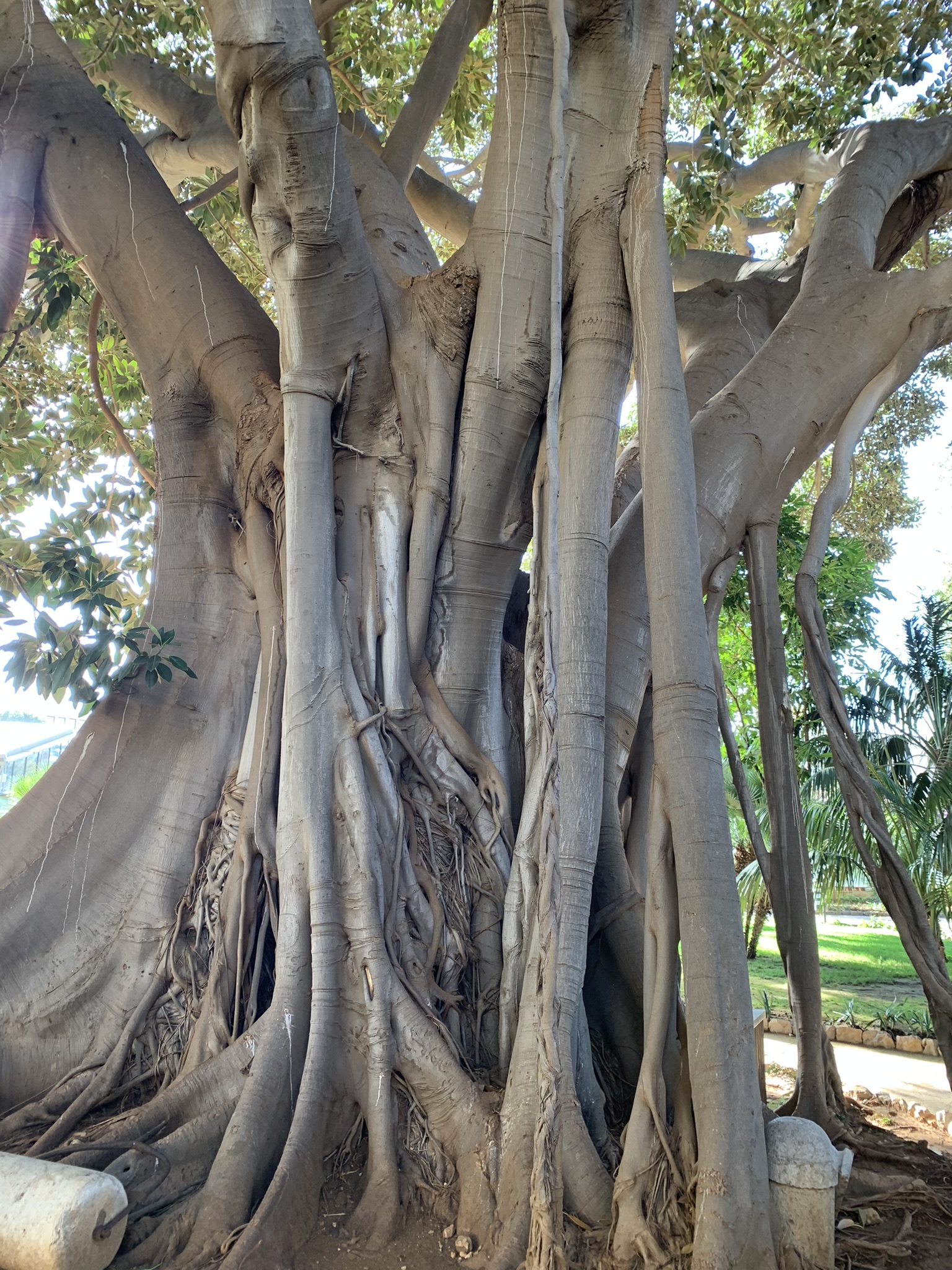 Royal Gardens of Palermo Sicily - Learn Italian with Larry